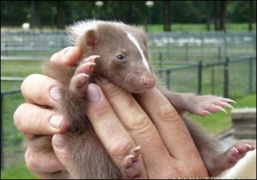...A VERY FAIRY GARDEN...: ~Stinkdier~